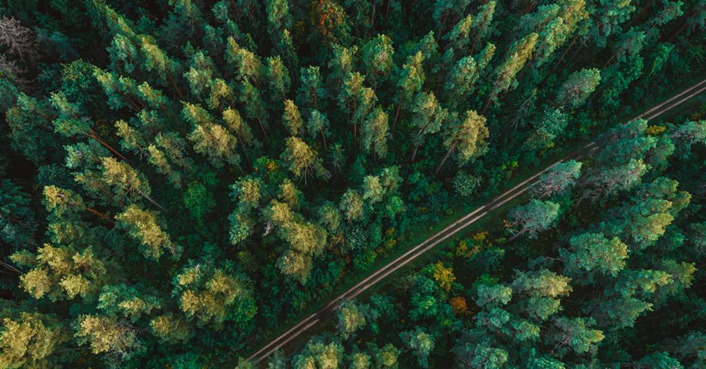 Mondi and IUFRO aim to tackle impact of climate change on forests with ...