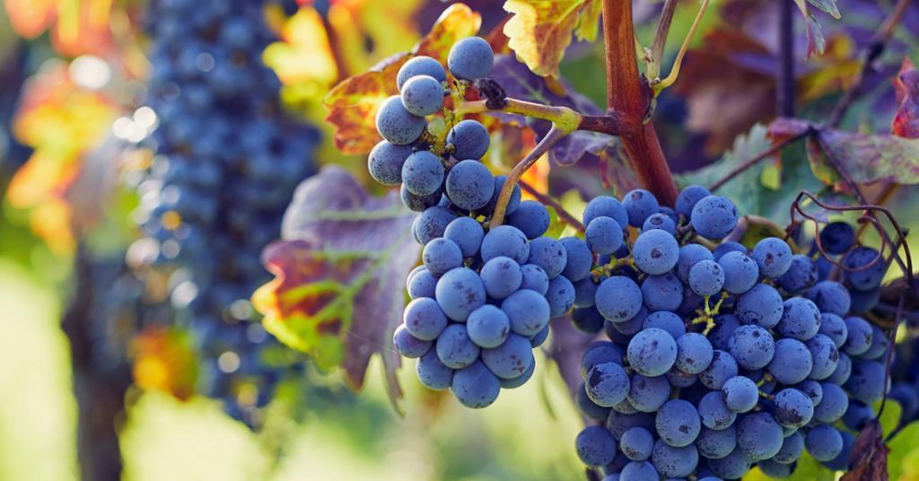 Sun Grape California targets plastic reduction with new bag | Article ...