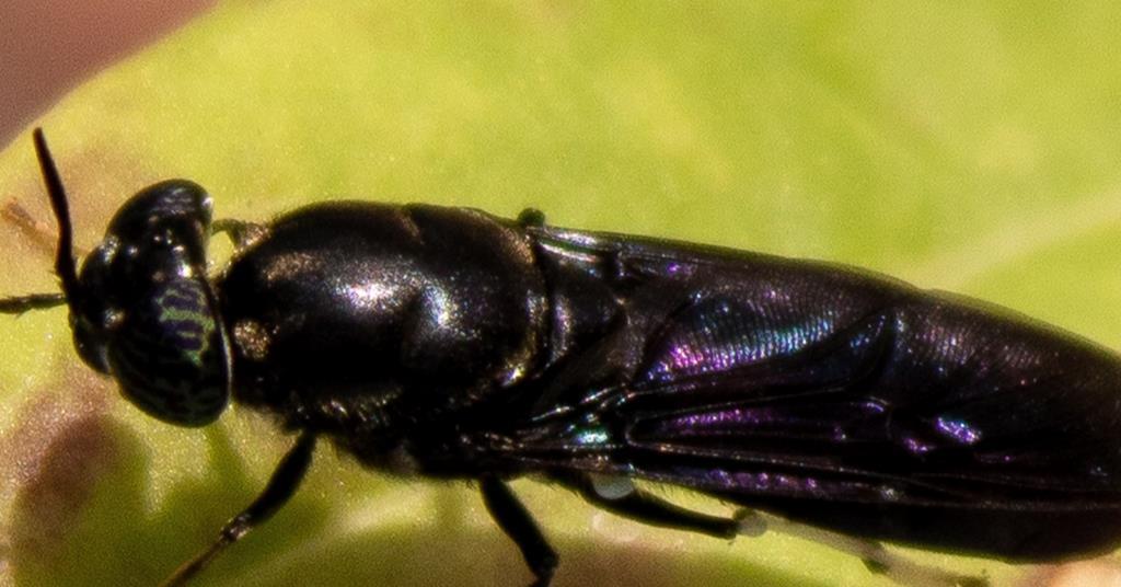 Researchers develop ‘degradable’ bioplastics from black soldier flies ...