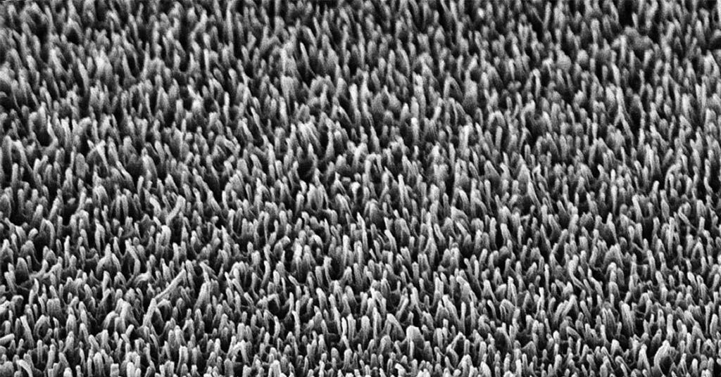 Research team develops antibacterial nanotexture for plastic packaging ...