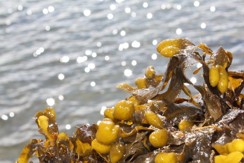 Partnership to explore the functional properties of algae | Article ...