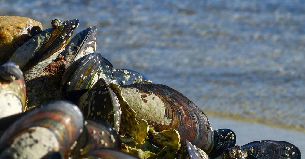 Wood and CuanTec join forces to establish separation facilities for ...