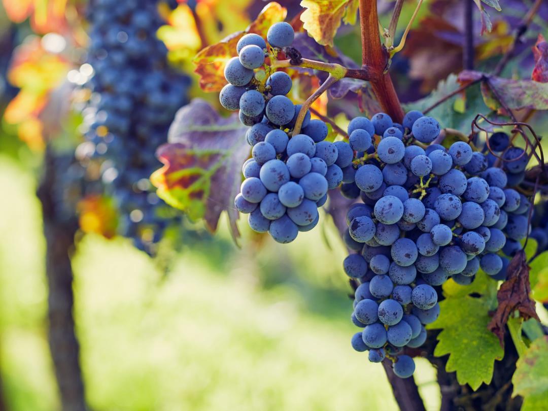 Sun Grape California targets plastic reduction with new bag | Article ...
