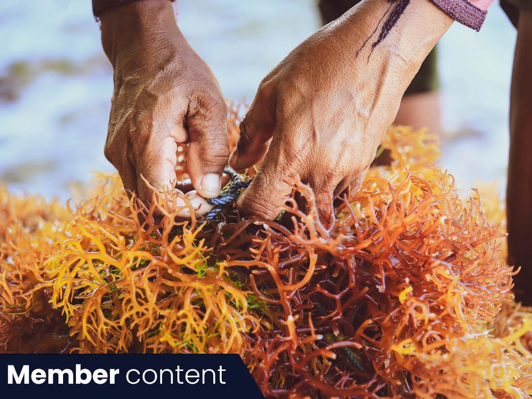 The Brief: Getting to grips with seaweed in packaging | Article ...