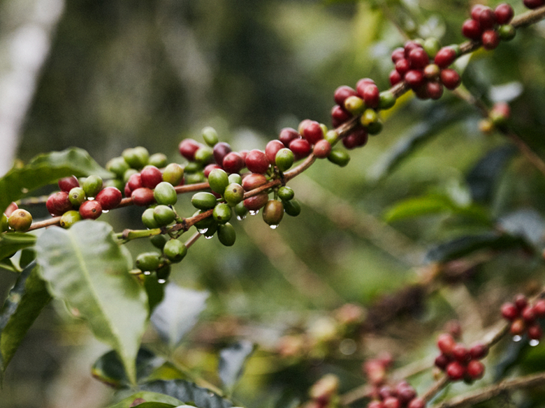 Amcor helps Meira switch to coffee packaging with 45% reduced carbon ...