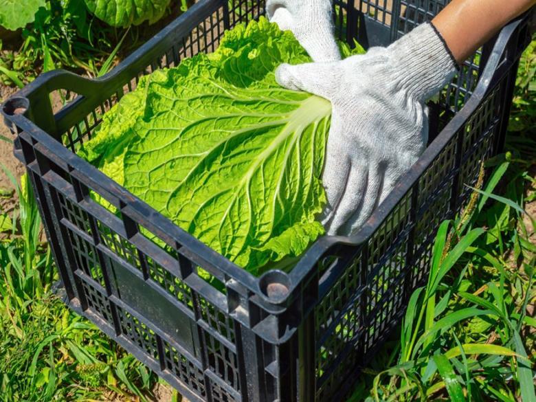 Ampacet introduces UVProtectTM, a new generation of UV stabilizers for ...